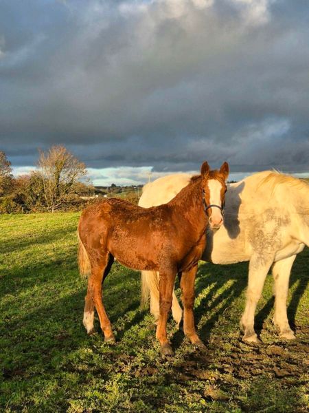 used scooters for sale | 7 Horses Ads For Sale in Ireland | DoneDeal