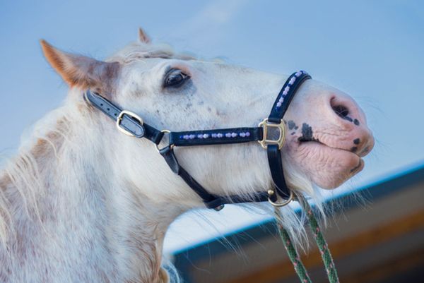 buy a neclass for christmas | 14 Horses Ads For Sale in Ireland | DoneDeal