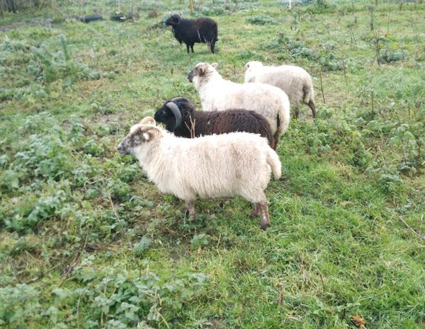 black-and-white | 2 Sheep Ads For Sale in Ireland | DoneDeal