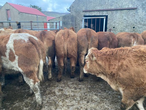 text and tests 4solutions | 20 Farming Ads For Sale in Ireland | DoneDeal