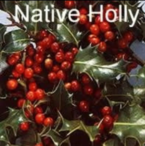 ALL CAR PARTS | 5 Plants & Landscaping Ads For Sale in Ireland | DoneDeal