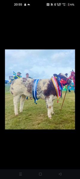 paddington the musical ireland shows | 4 Beef Cattle Ads For Sale in ...