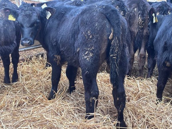 SALES | 847 Beef Cattle Ads For Sale in Ireland | DoneDeal