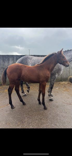 2025 b | 1 Horses Ad For Sale in Ireland | DoneDeal