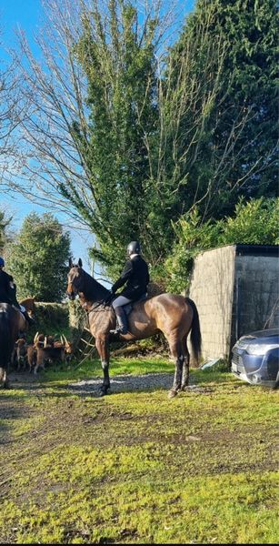 swan gate estate for sale | 1 Horses Ad For Sale in Ireland | DoneDeal