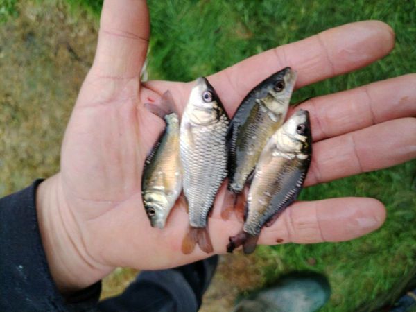 grimme-varitron-potato-harvester Fish Ads For Sale in Ireland | DoneDeal