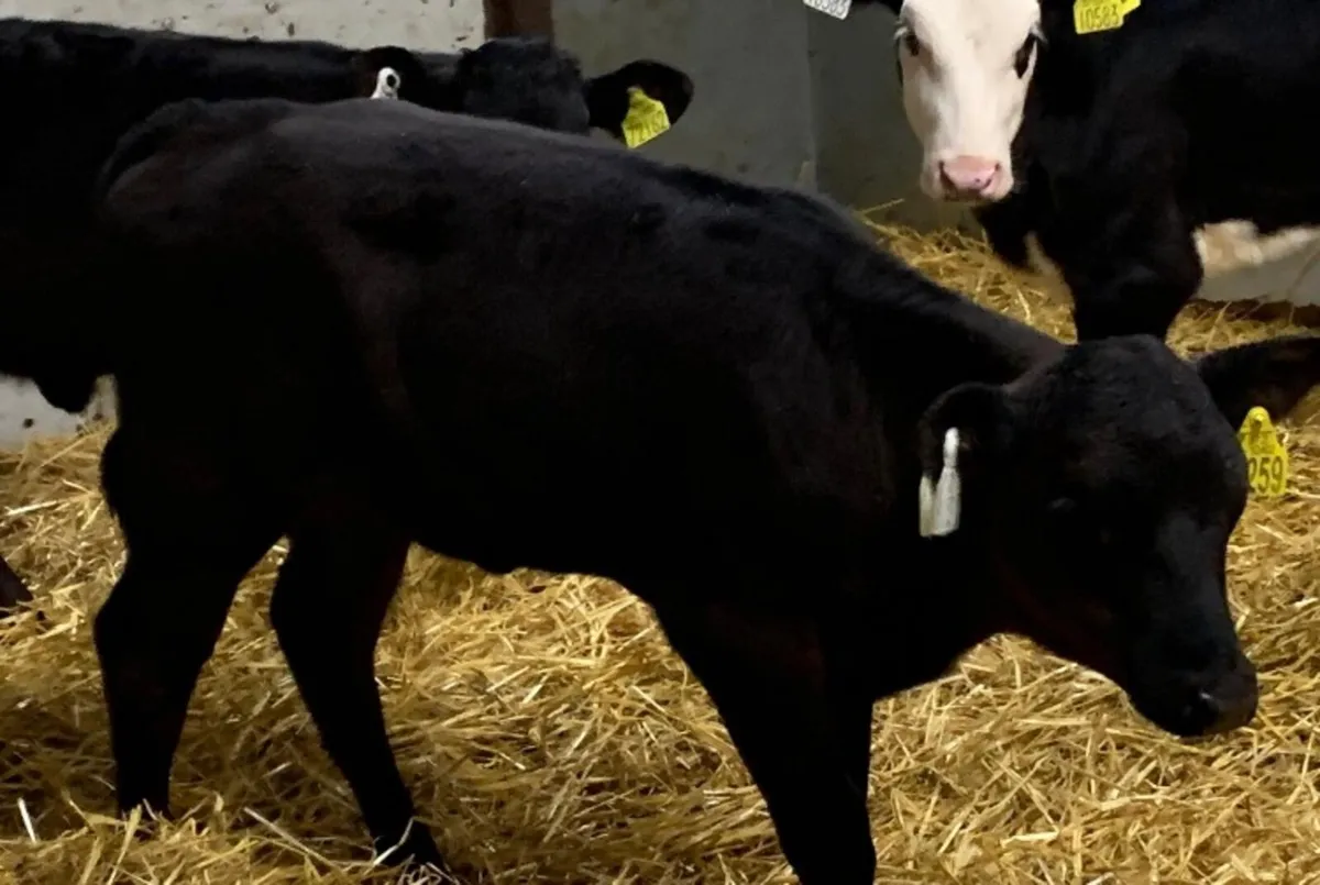 Super 23 Month Old Reared Heifer Calfs For Sale In Co Galway For €0
