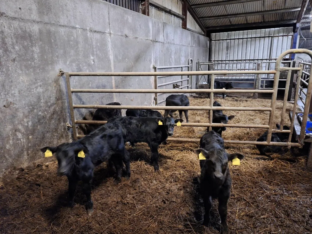 Calves For Sale For Sale In Co Fermanagh For £0 On Donedeal