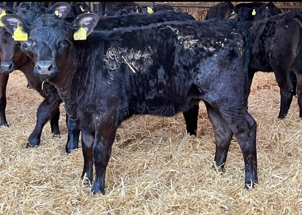 Aberdeen Angus Heifer Calves for sale in Co. Armagh for €1 on DoneDeal