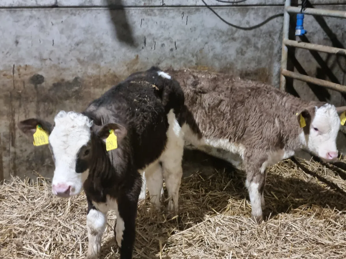 2 Sim Heifers Calves For Sale For Sale In Co Down For £1 On Donedeal