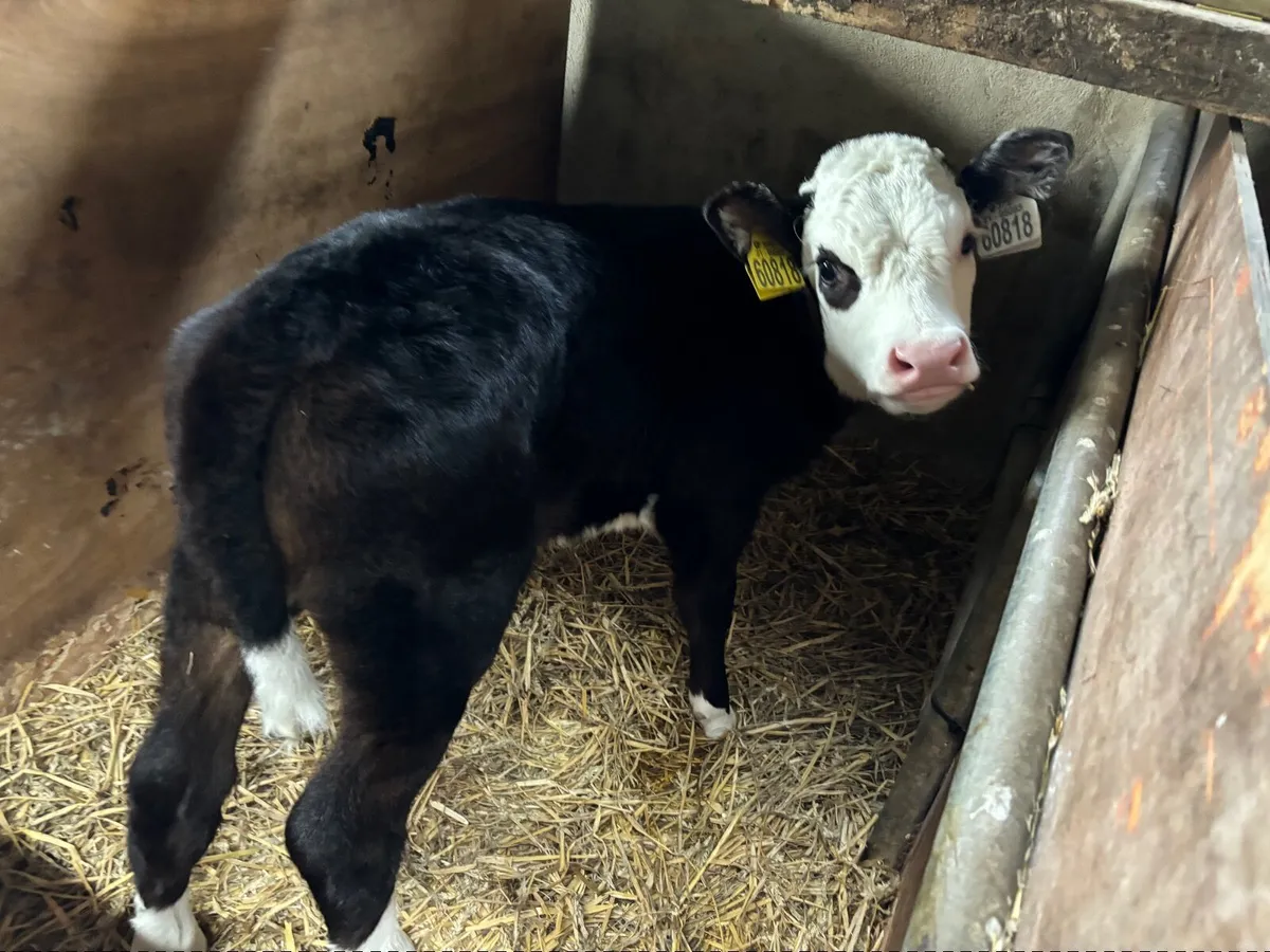 Hereford Angus Bulls And Heifers Calves For Sale In Co Monaghan For €