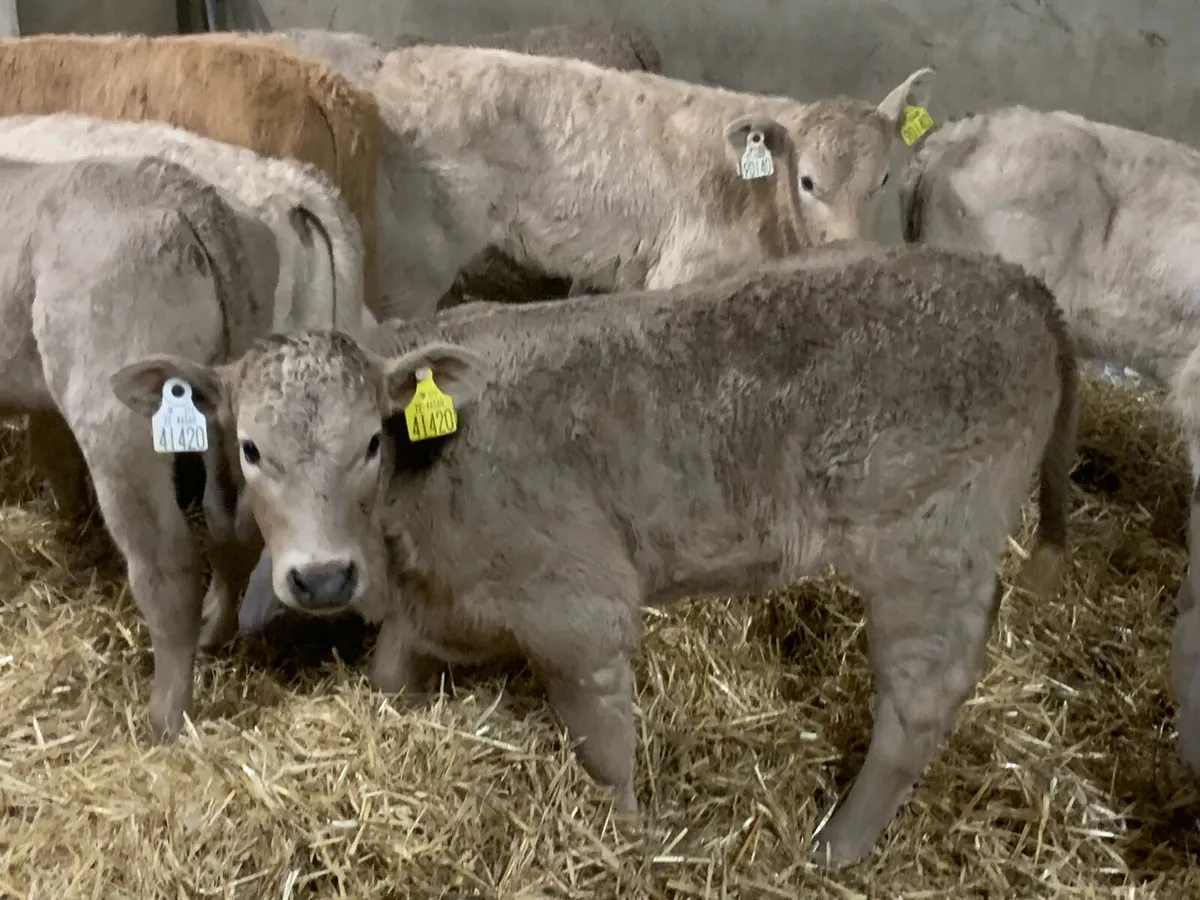 10 Super CH Heifer Calves for sale in Co. Tipperary for €0 on DoneDeal