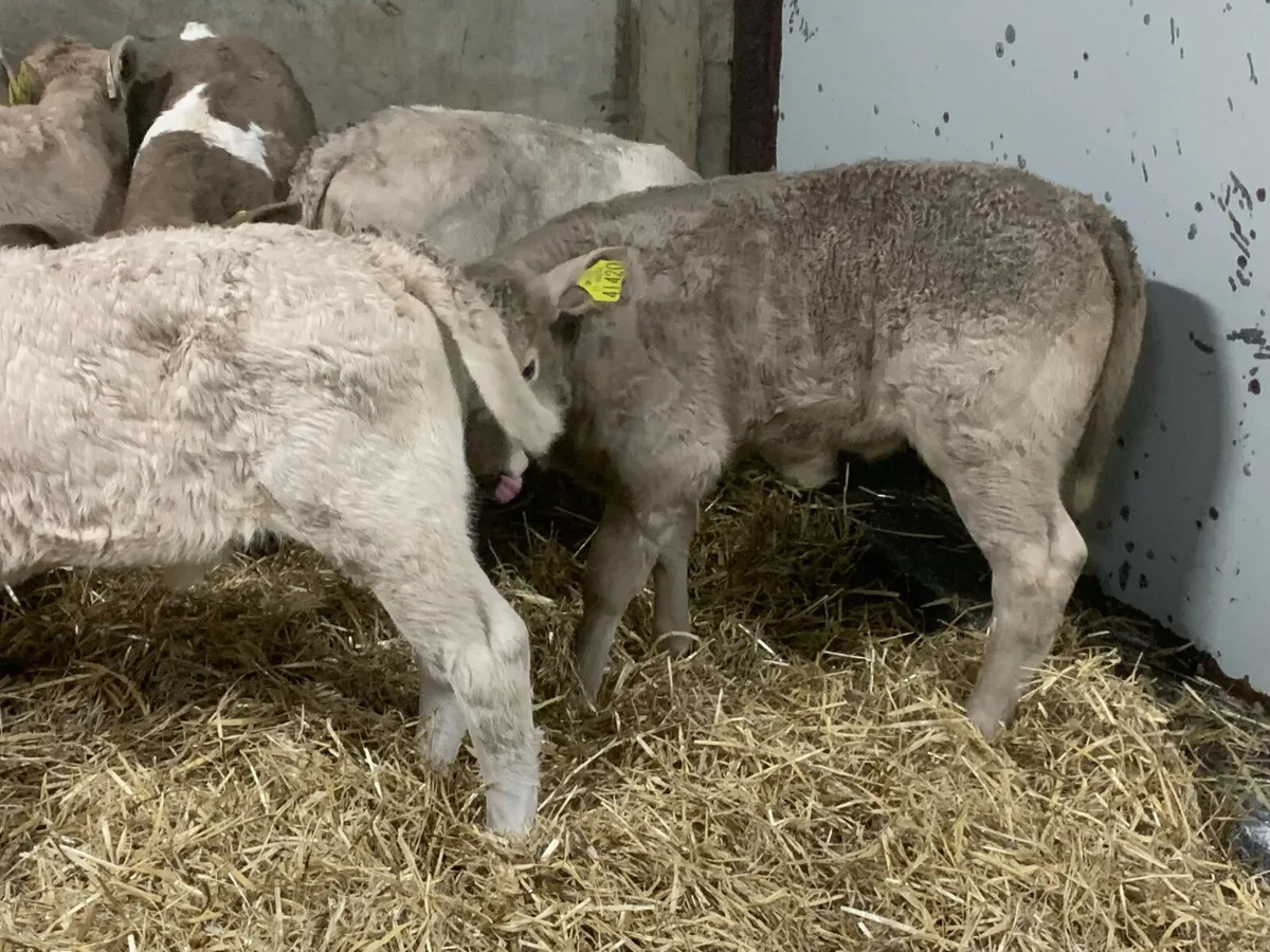 10 Super CH Heifer Calves for sale in Co. Tipperary for €0 on DoneDeal