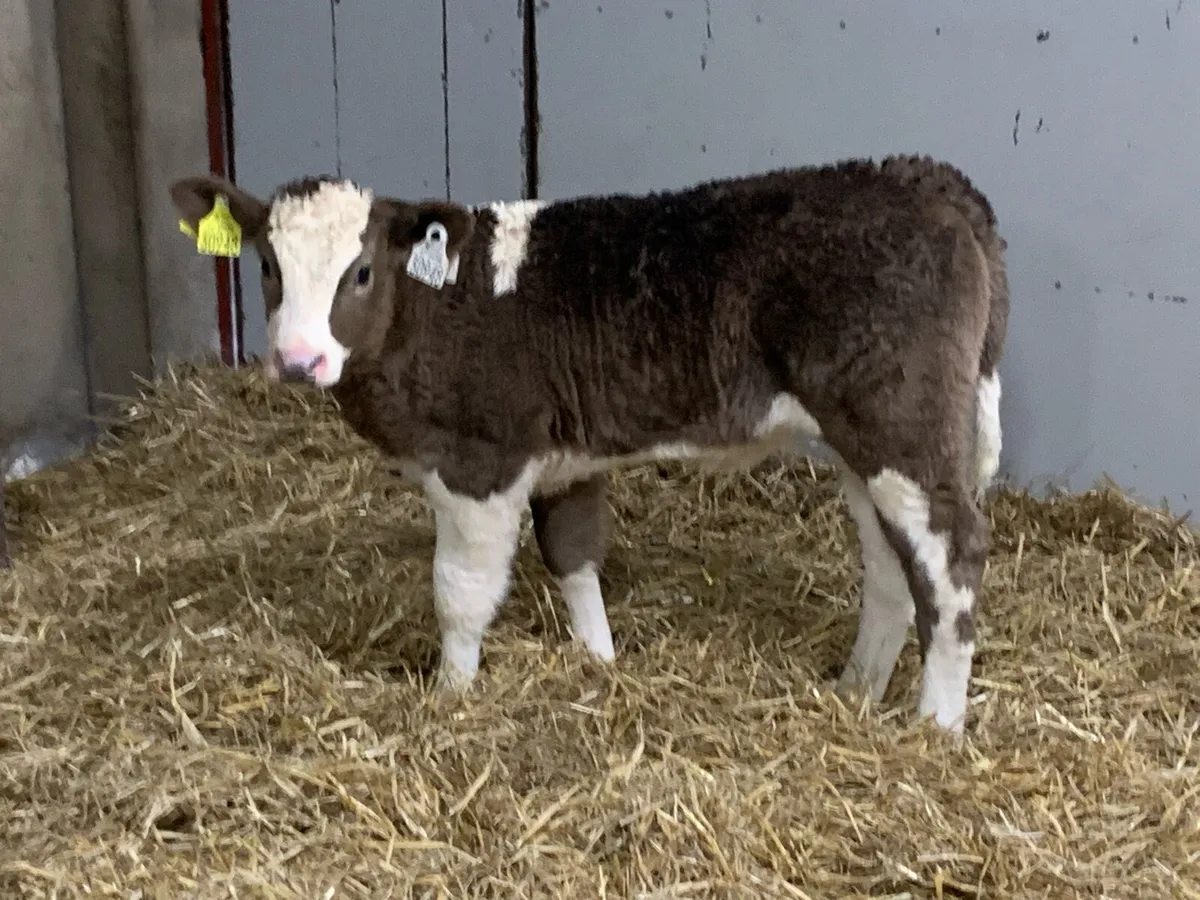 Serious Simmental Heifer Calves For Sale In Co Galway For €0 On Donedeal