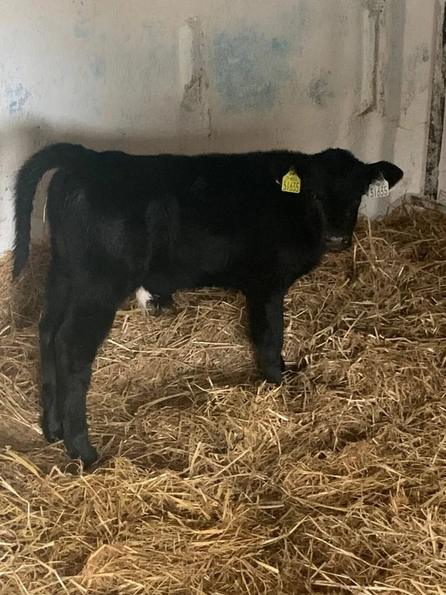 Aberdeen Angus Calves For Sale In Co Longford For €123 On Donedeal