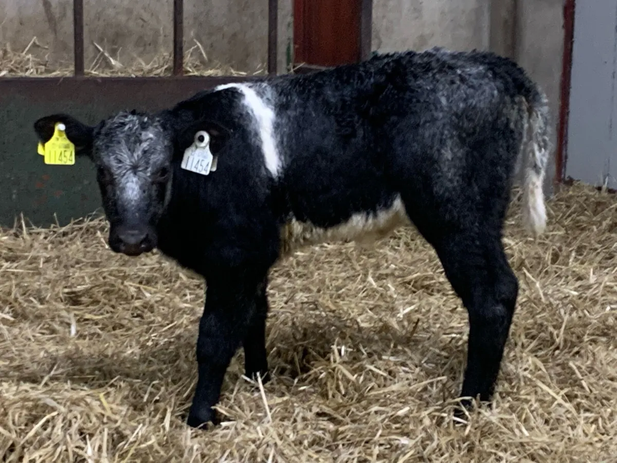 Super Blue Grey Cow Maker Bundle for sale in Co. Galway for €0 on DoneDeal