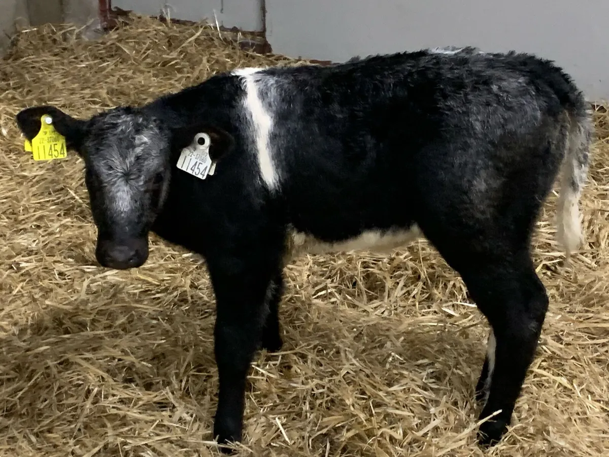 Super Blue Grey Cow Maker Bundle for sale in Co. Galway for €0 on DoneDeal