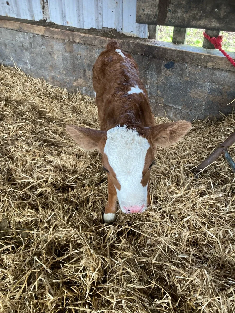 Simmental Heifer Calf For Sale In Co Mayo For €325 On Donedeal