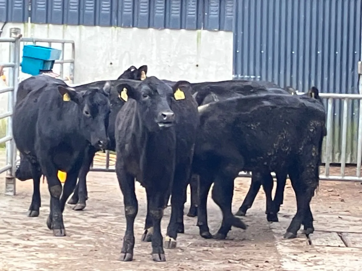 6 Aberdeen Angus Heifers For Sale For Sale In Co Longford For €0 On