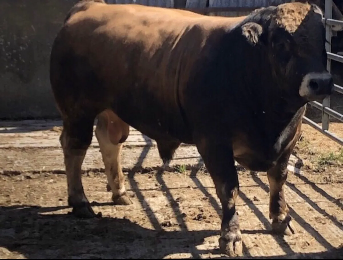 Aubrac Bull For Sale In Co Longford For €2600 On Donedeal