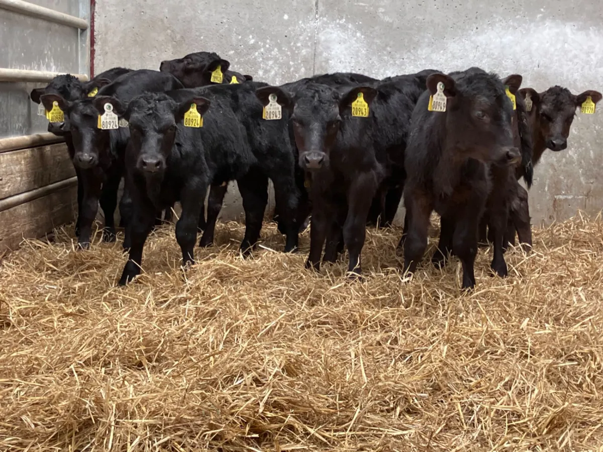 13 top quality Angus heifer calves for sale for sale in Co. Longford ...