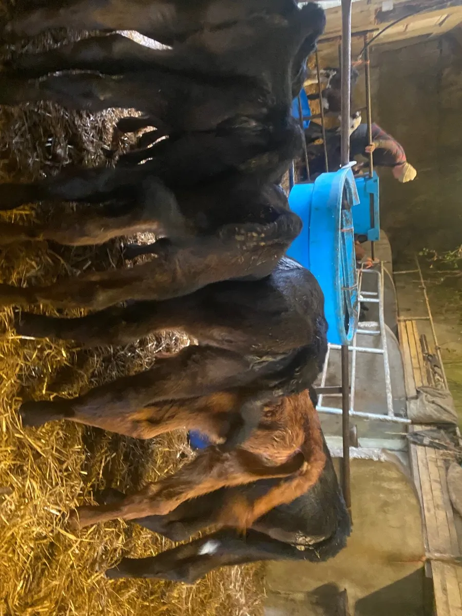 Calves Aberdeen Angus For Sale In Co Longford For €1234 On Donedeal