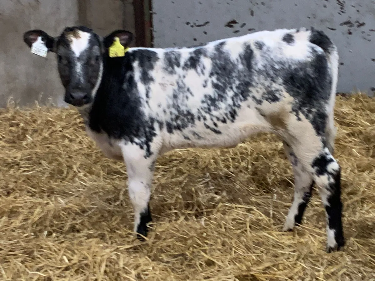 Serious BB Bull & Heifer Calves for sale in Co. Galway for €0 on DoneDeal