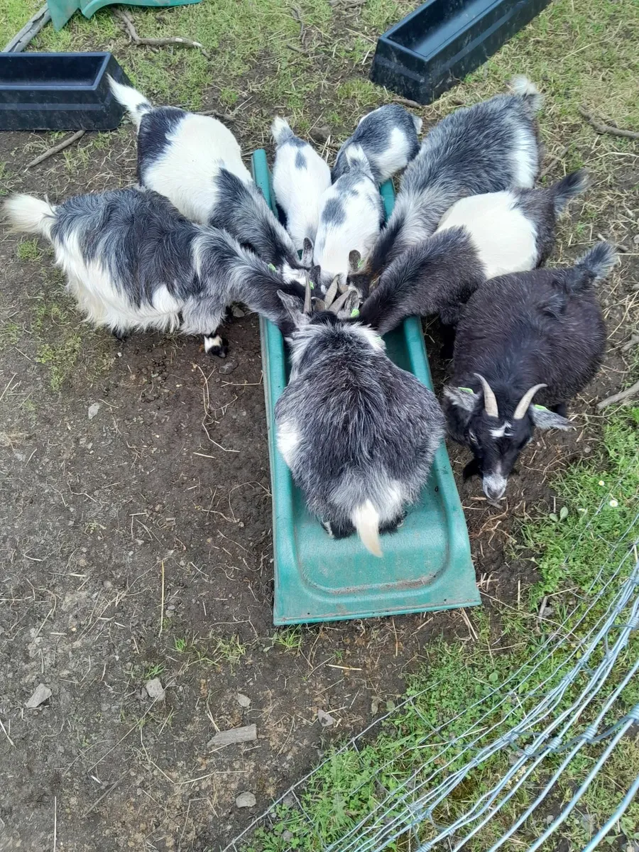 Goats pygmy and angora for sale in Co. Meath for €350 on DoneDeal