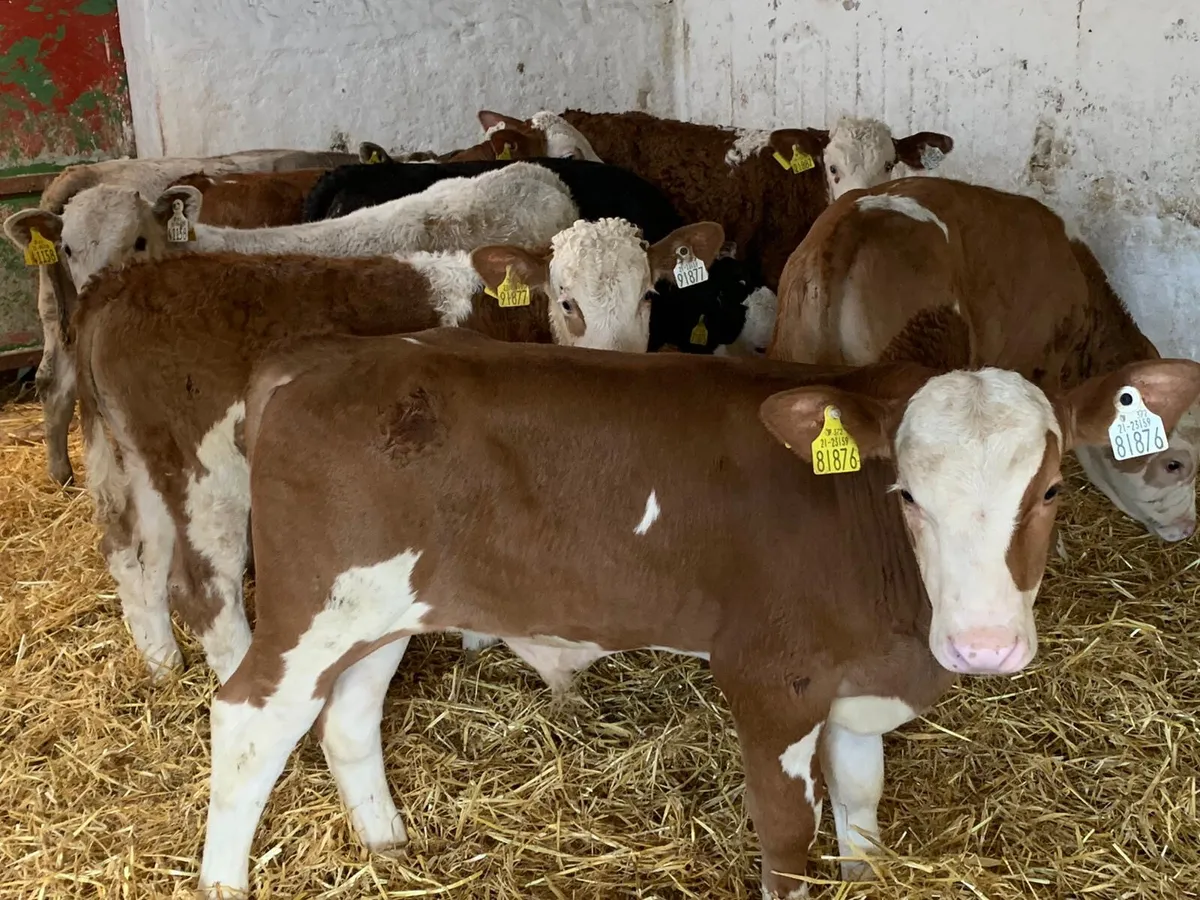 Top End U Grade Suckler Bred SIM & CHX Bull Calves for sale in Co ...
