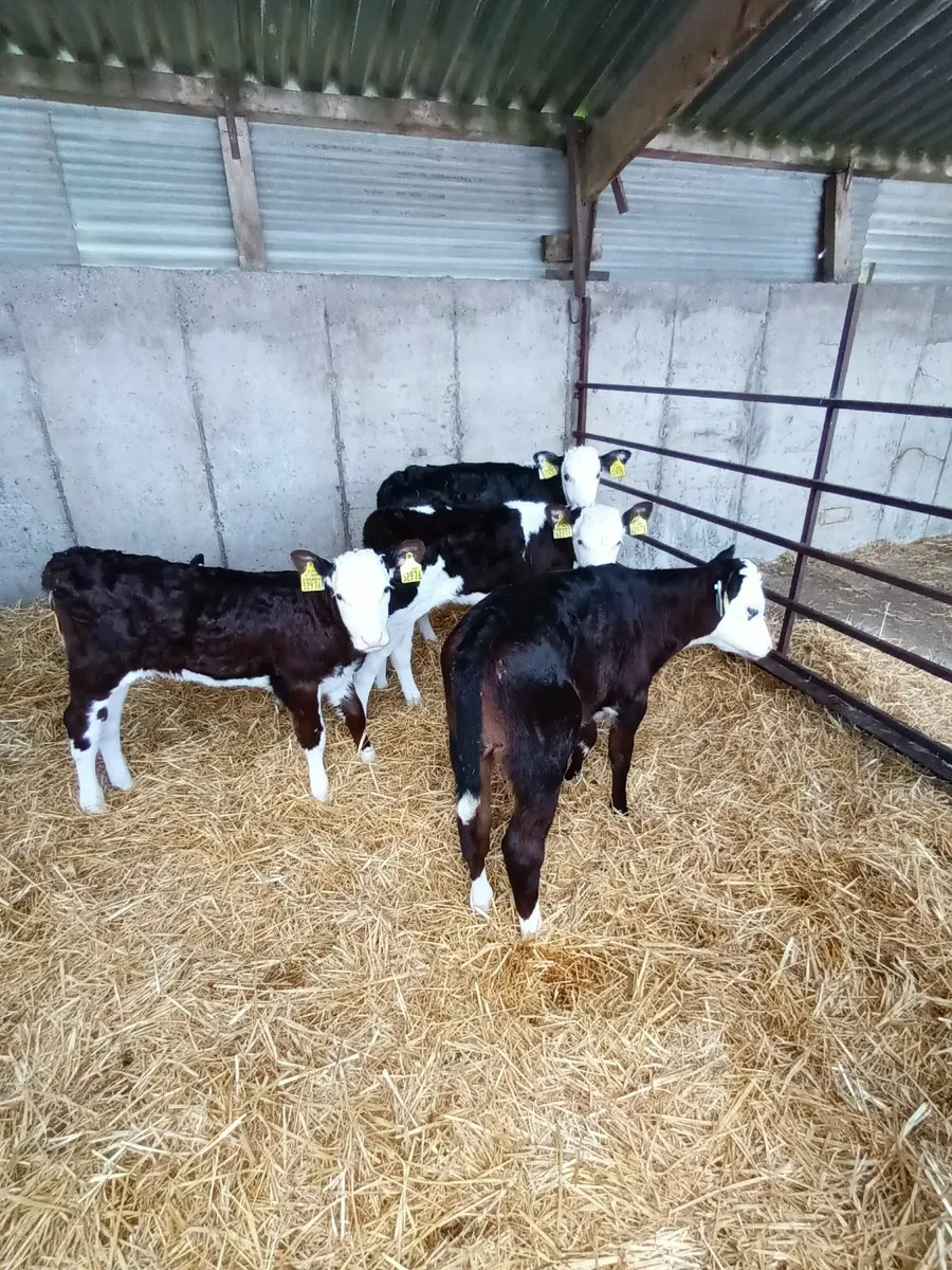 10 hereford calves. 5 weeks old for sale in Co. Meath for €1,234 on ...