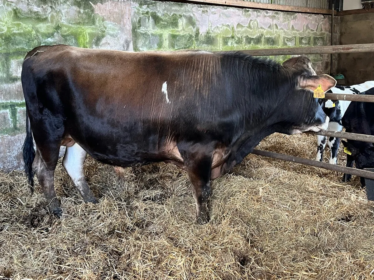 Purebred Jersey Bull for sale in Co. Cork for €0 on DoneDeal