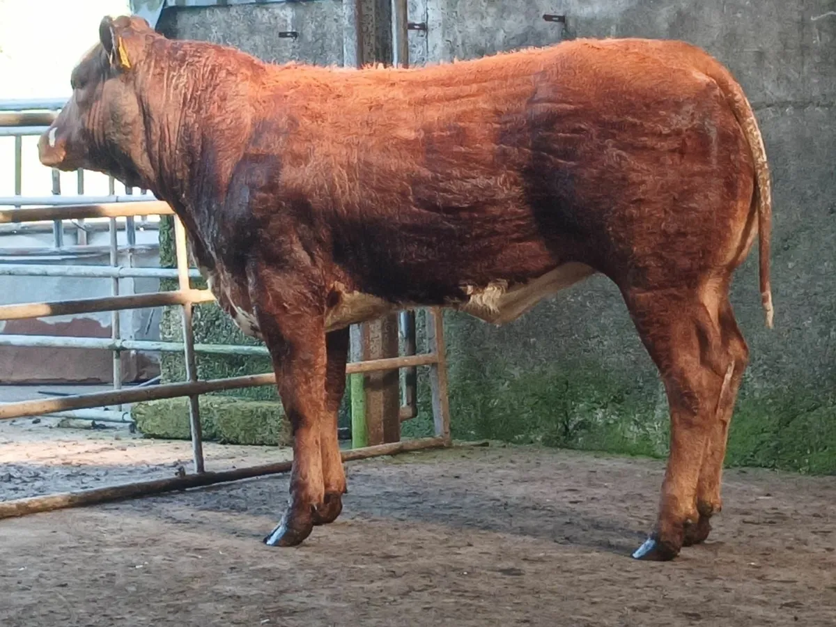 Super breeding heifers for sale in Co. Galway for €0 on DoneDeal