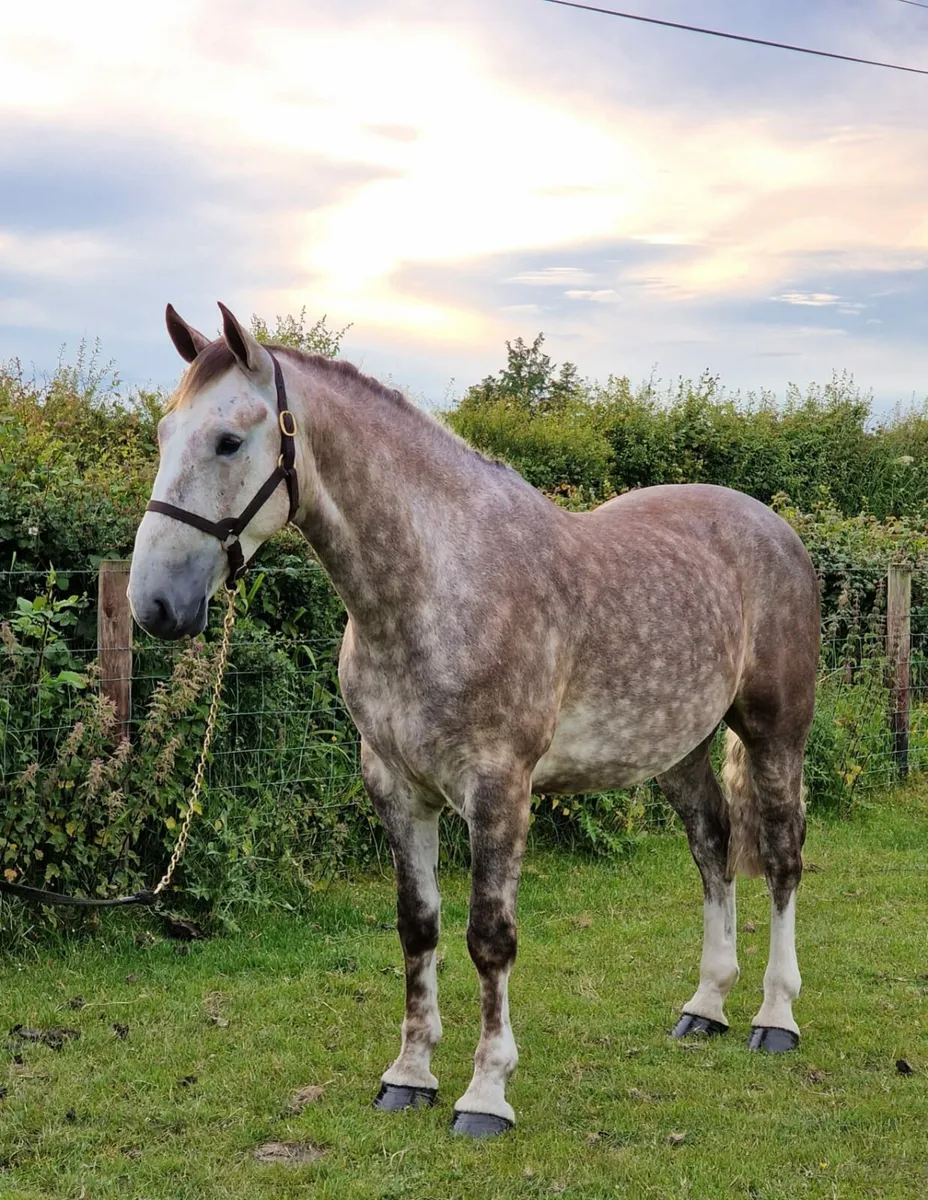 Beautiful Irish Draught *** for sale in Co. Galway for €0 on DoneDeal
