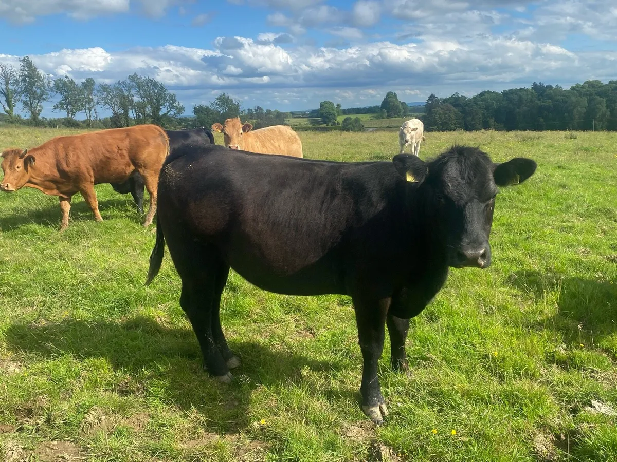 Pedigree Angus Heifer For Sale In Co Roscommon For €2200 On Donedeal