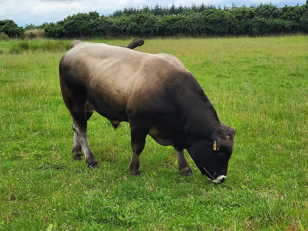 Aubrac bull for Sale for sale in Co. Galway for €2,400 on DoneDeal