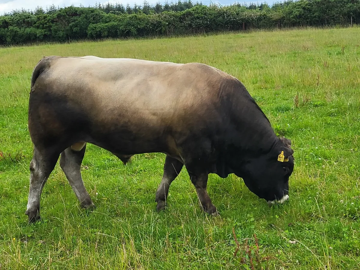 Aubrac bull for Sale for sale in Co. Galway for €2,400 on DoneDeal