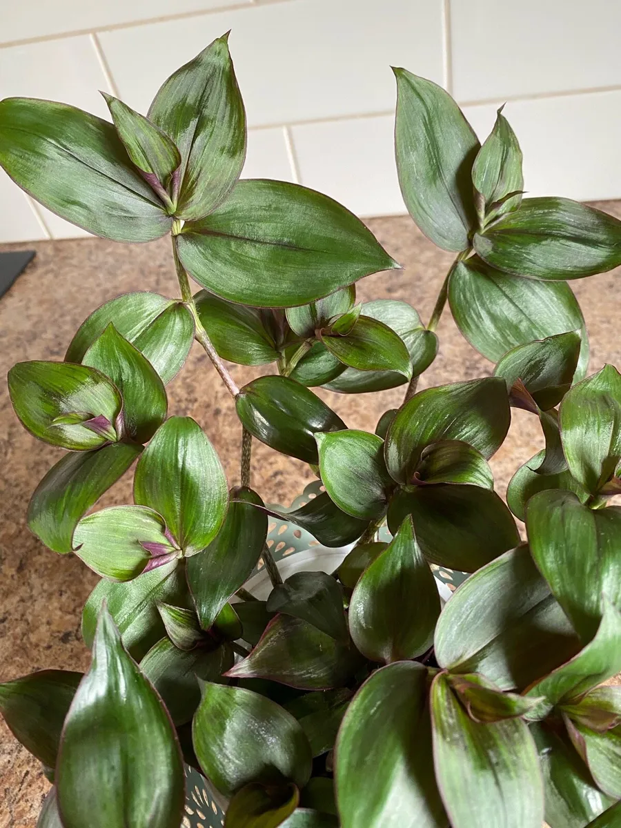 Houseplant 🪴Tradescantia Flame Dance in pot for sale in Co. Kerry for € ...