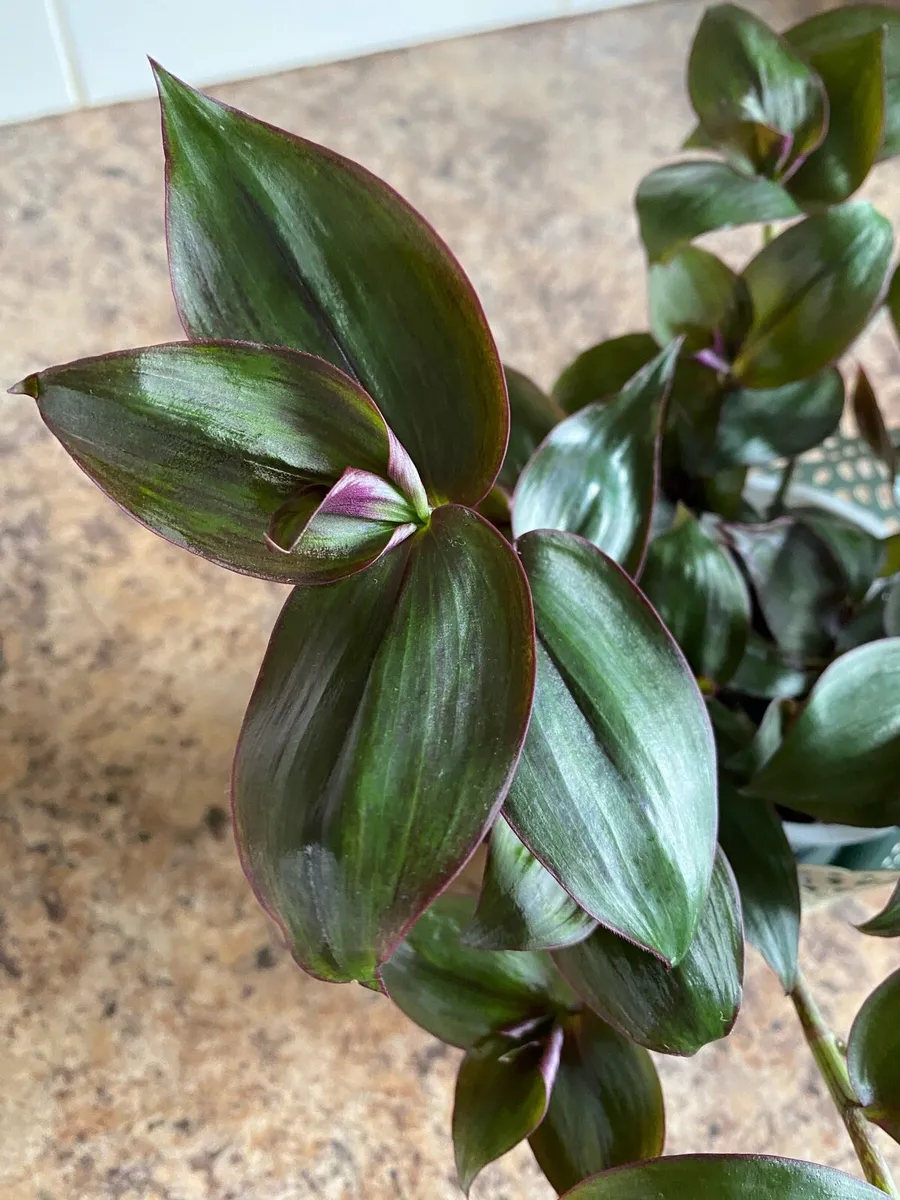 Houseplant 🪴Tradescantia Flame Dance in pot for sale in Co. Kerry for € ...