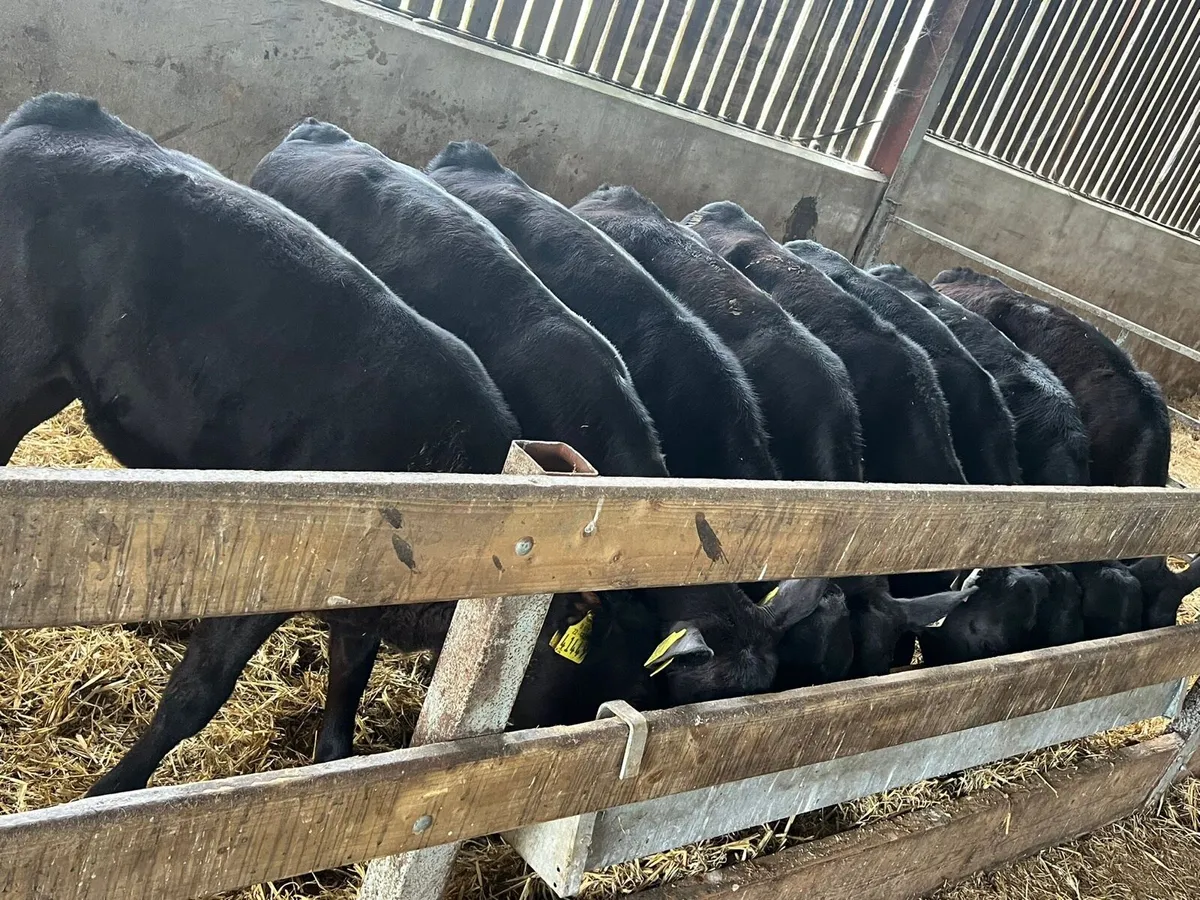 Aberdeen Angus Heifer Runners For Sale In Co Monaghan For €1 On Donedeal