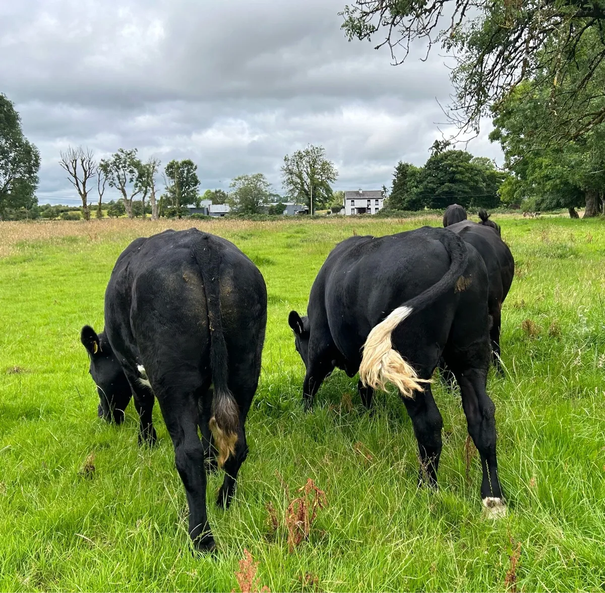 7 Bullocks 23 months for sale in Co. Galway for €123 on DoneDeal
