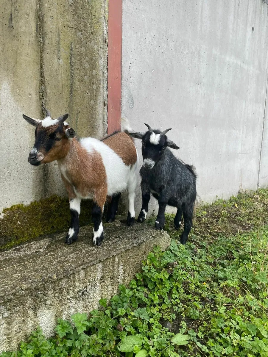 Pygmy Goats For Sale for sale in Co. Limerick for €300 on DoneDeal