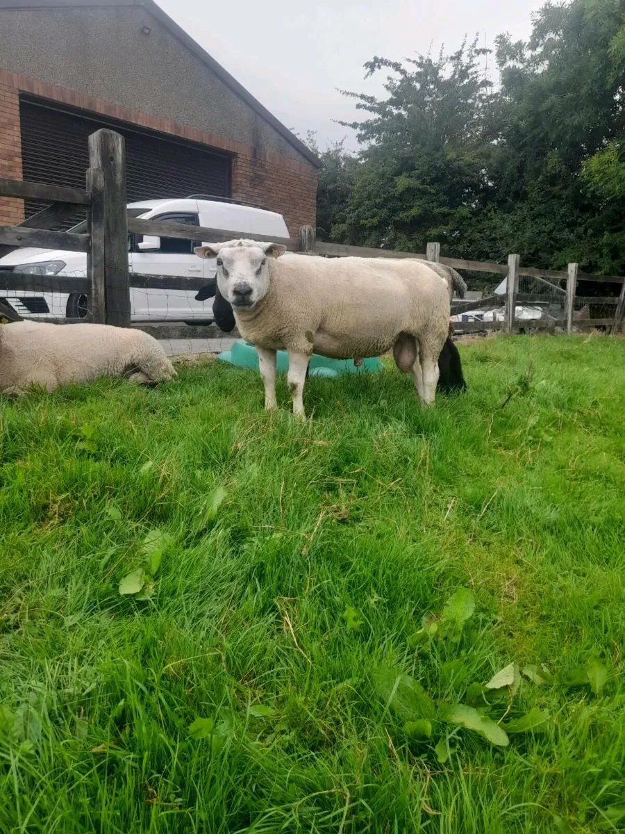 Texal Ram for sale in Co. Cavan for €320 on DoneDeal