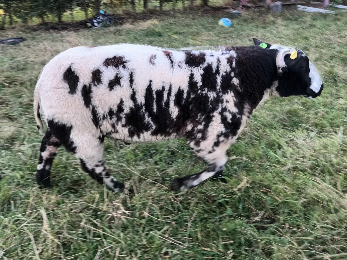 Dutch Spotted Ram Lamb for sale in Co. Kildare for €500 on DoneDeal