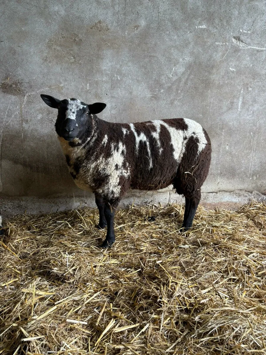 2 pedigree dutch spotted ram lambs for sale in Co. Donegal for €1,234 ...