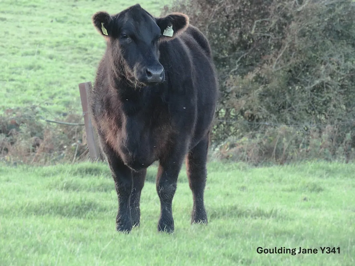 Pedigree Aberdeen Angus Heifers For Sale In Co Kerry For €1 On Donedeal