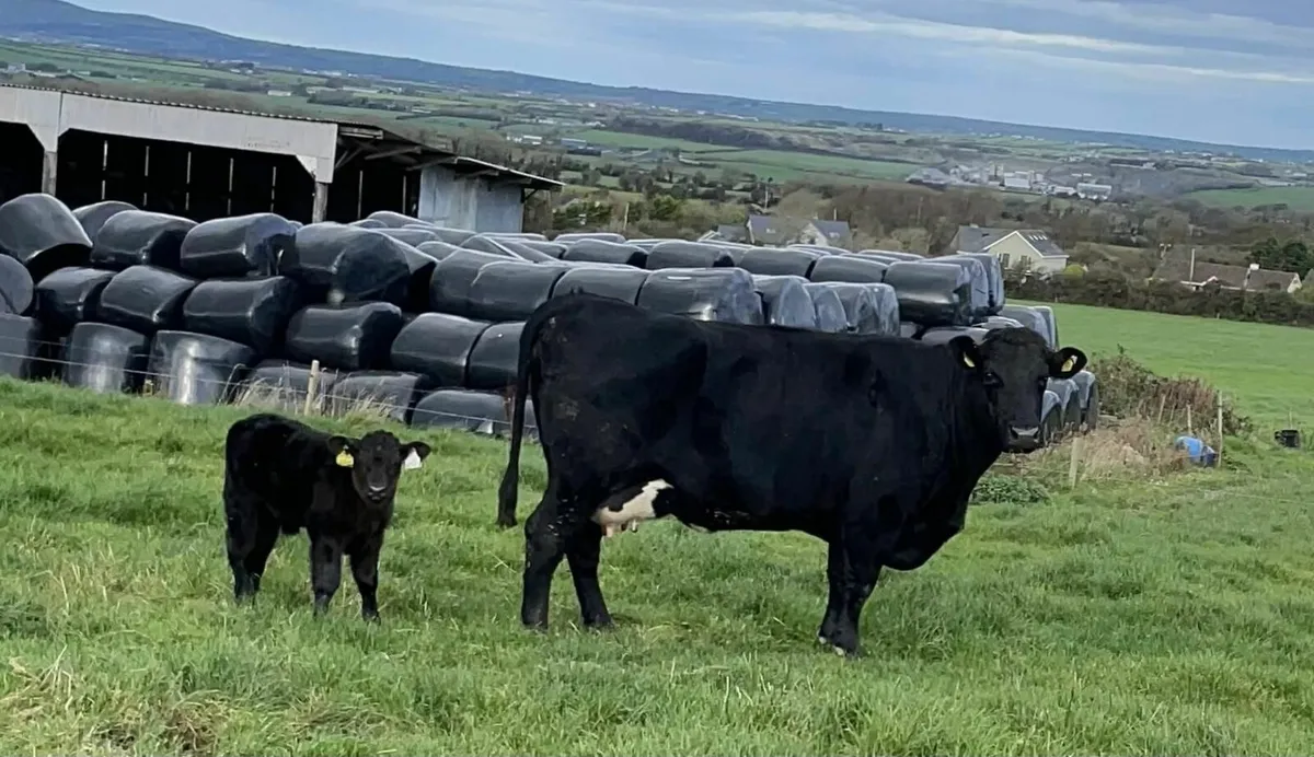 Suckler Cows For Sale With Calf Afoot For Sale In Co Kerry For €0 On Donedeal