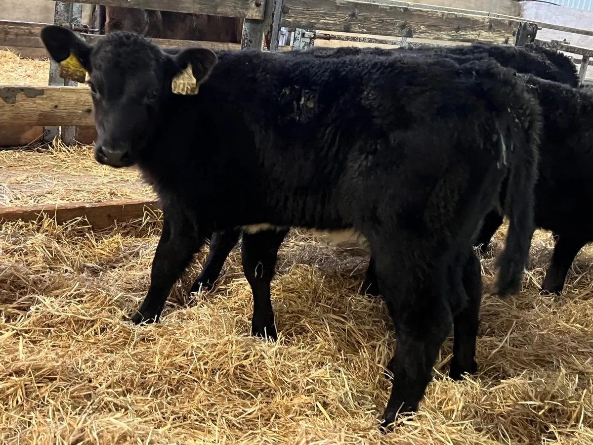 Aberdeen Angus Calves For Sale In Co Monaghan For €1 On Donedeal