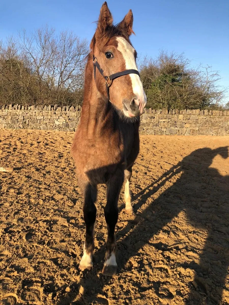 2023 Irish Draught colt foal; Horses for sale in Co. Donegal for €123 ...