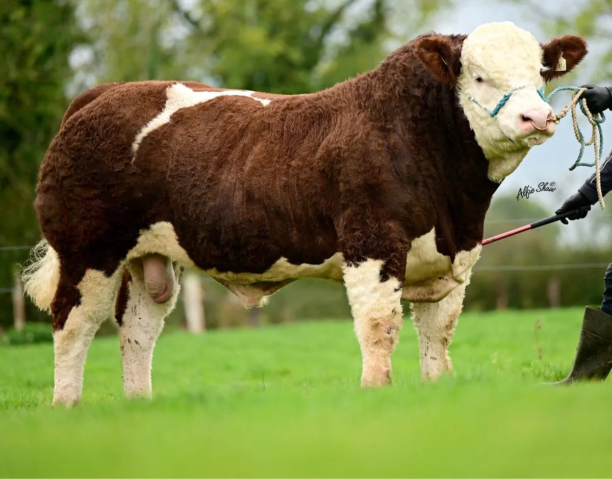 Pedigree Simmental bulls for sale in Co. Galway for €123 on DoneDeal