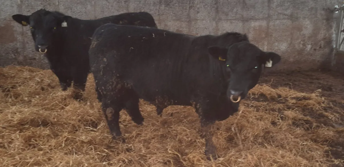 PBR Aberdeen Angus Bulls for sale in Co. Laois for €123 on DoneDeal